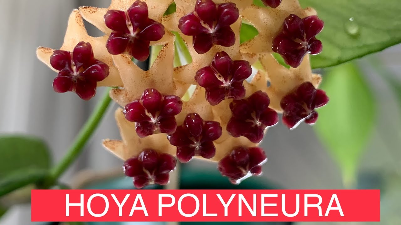 HOYA POLYNEURA | HOYA FISHTAIL Wax Flowers | House Plant - YouTube