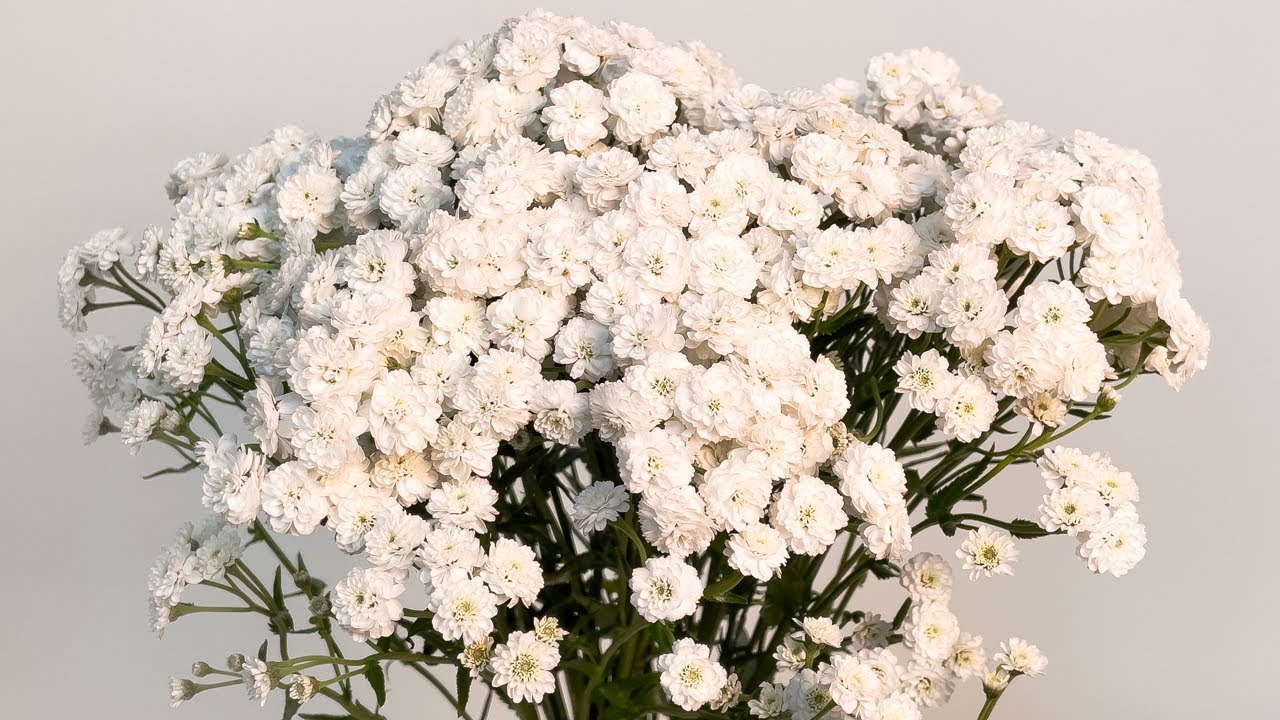 Introducing White Hit - YouTube