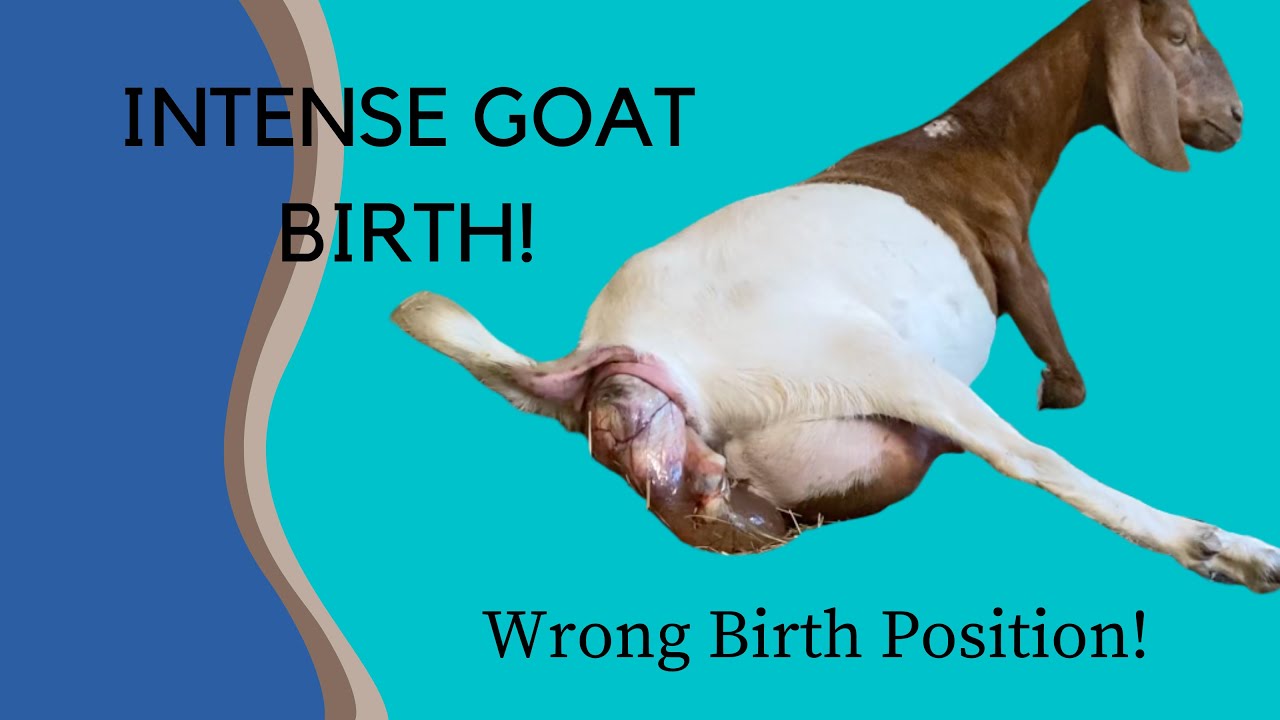 INTENSE GOAT BIRTH - IN THE WRONG POSITION! - YouTube