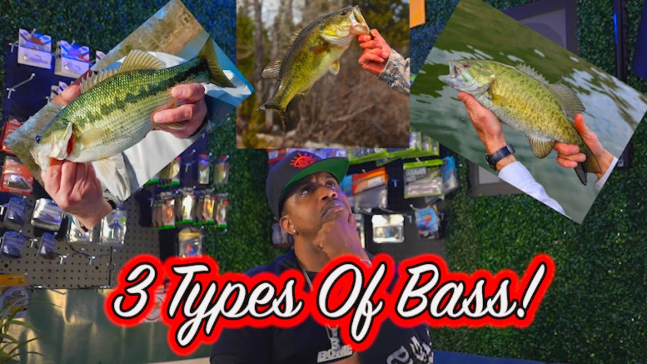 1200Fishing: 3 MAIN types of BASS for BASS Fishing - YouTube