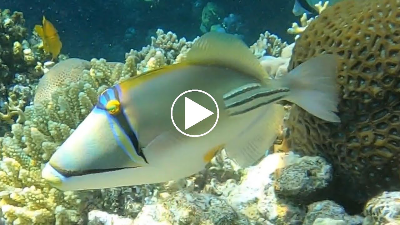 Rencontre avec le baliste Picasso Rhinecanthus aculeatus dans son ...