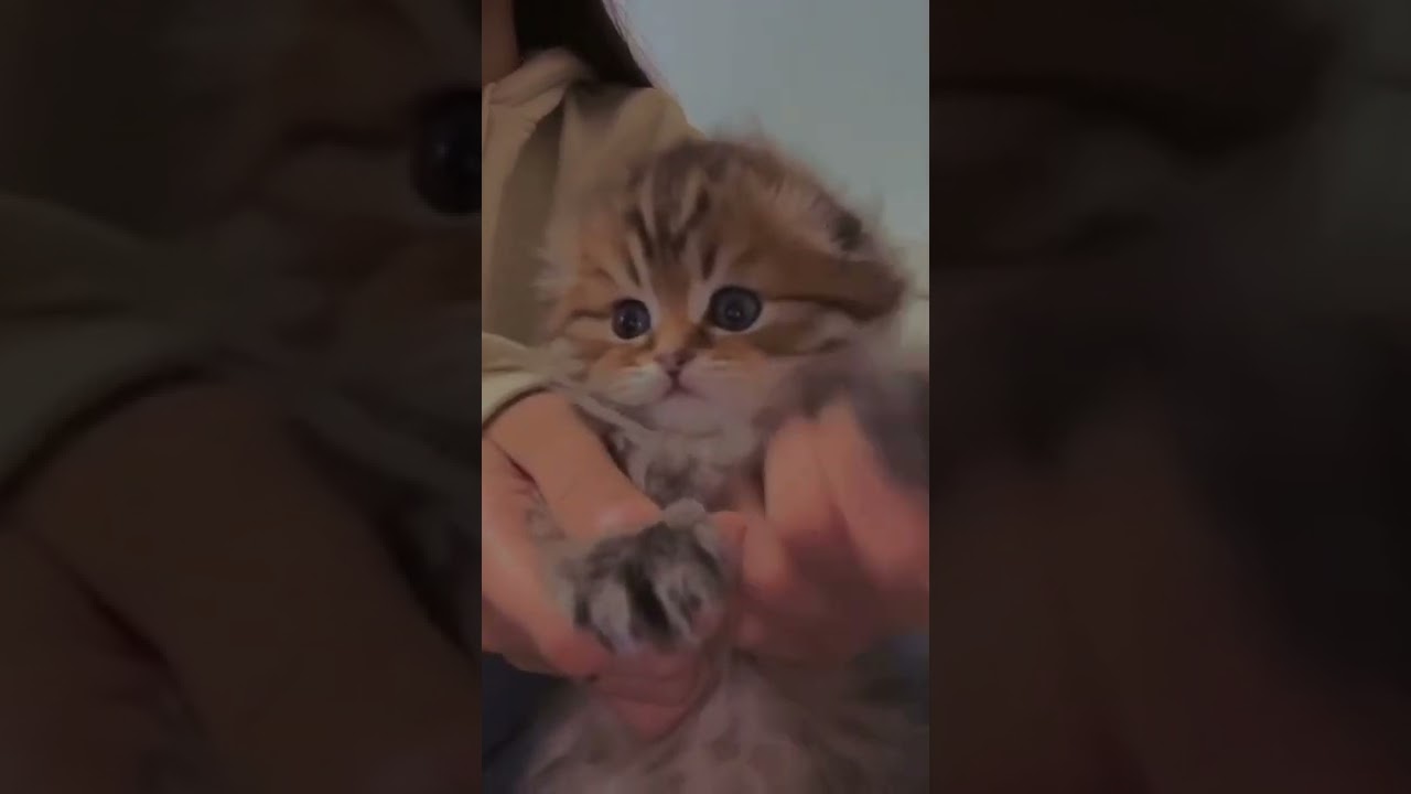 Macarena michi 🐾 cuteeeee cat #cutecat #viral #shorts #cat #cute - YouTube