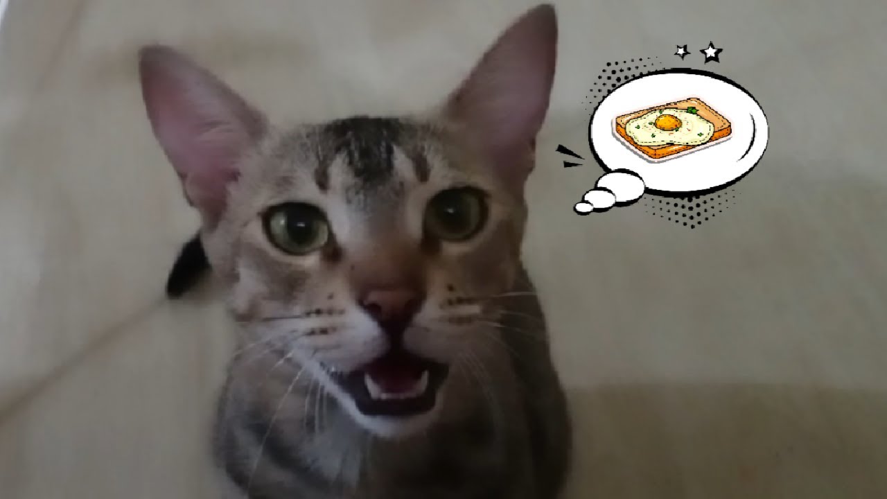 Talking cat asking for food - YouTube