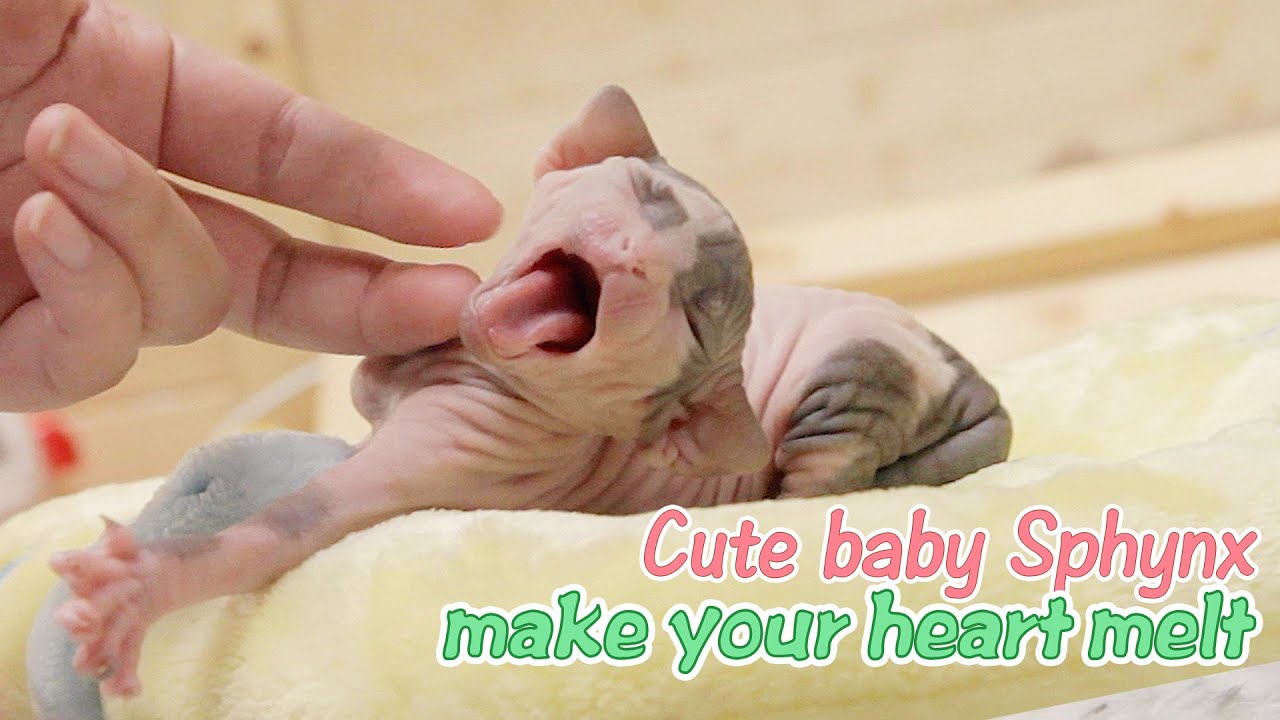 The way this baby Sphynx yawns is so cute it makes your heart melt ️ ...