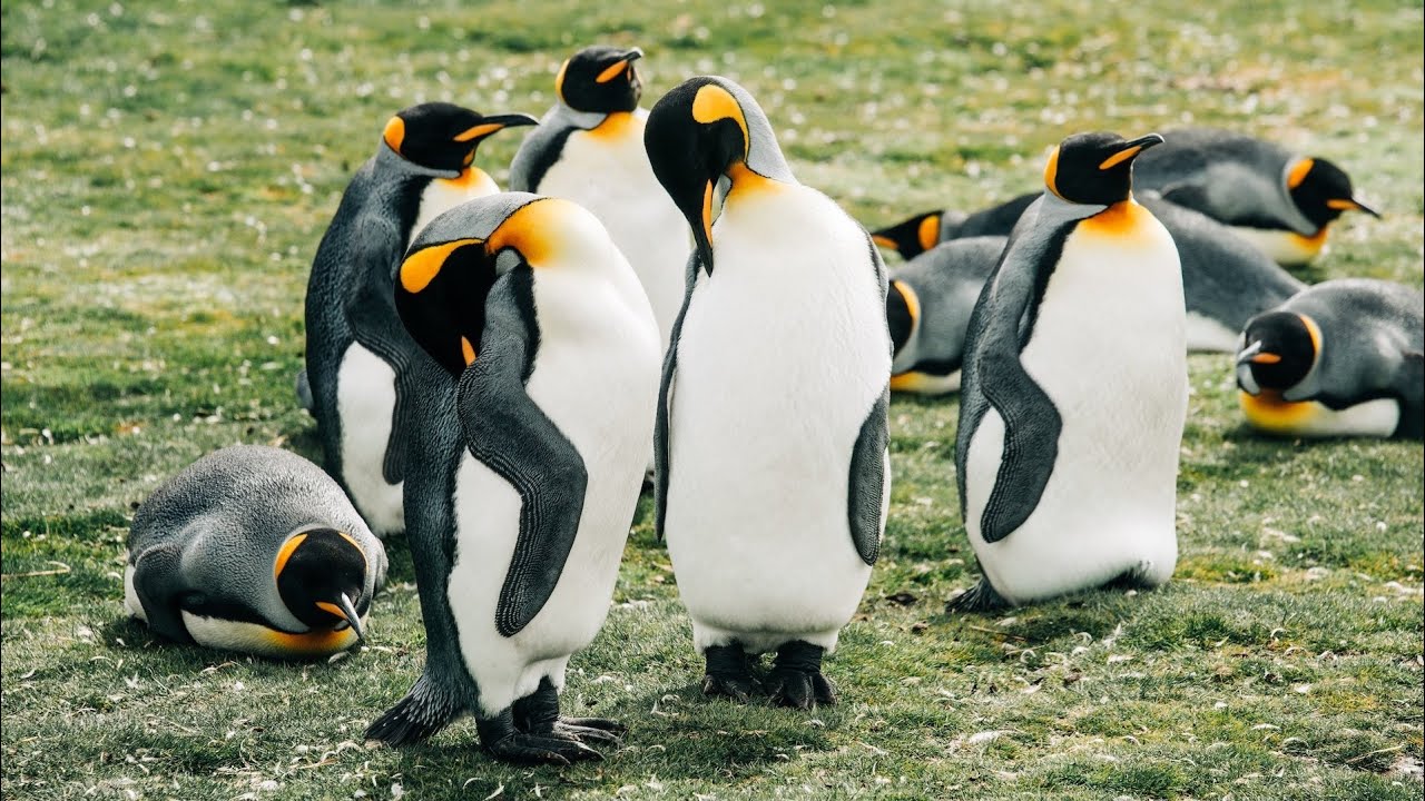Did you know this about penguins? - YouTube