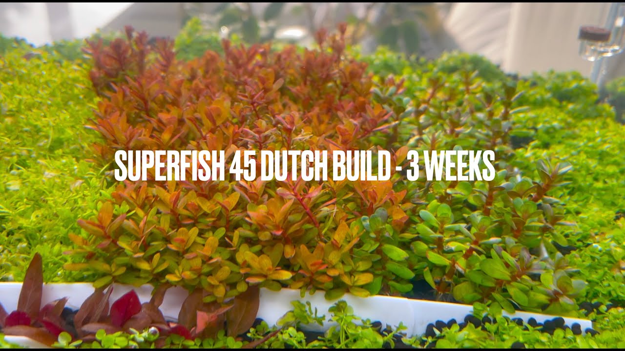 Superfish 45 Scaper Dutch Planted Aquarium after 3 weeks - YouTube