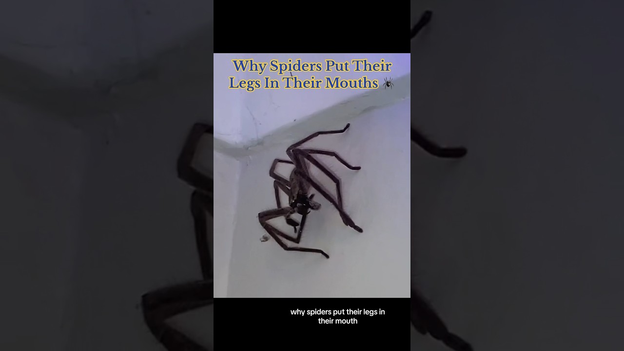 Why Spiders Put Their Legs In Their Mouth 🕷️ #interesting - YouTube