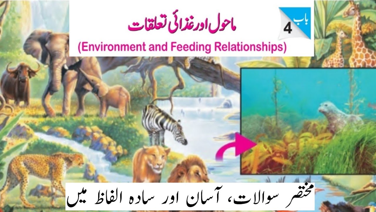 Science Class 7 Chapter 4 Environment and Feeding Relationship - YouTube