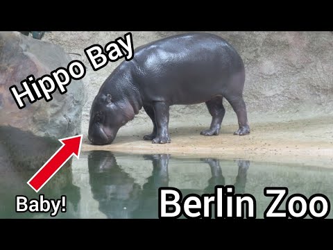 Hippo Bay - Berlin Zoo - YouTube