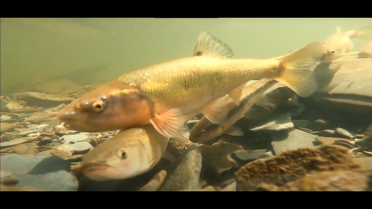Creek Chub nest in the Etobicoke creek - YouTube