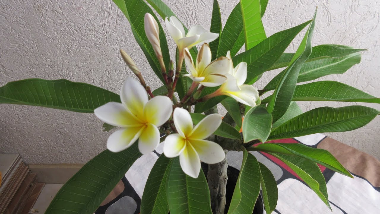 Cuidados de la PLUMERIA / Flor de Mayo / Planta Flor del Cuervo ...
