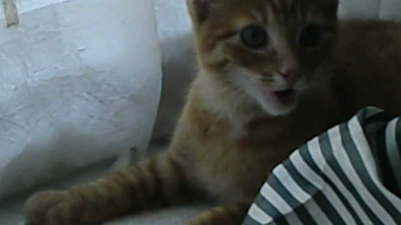 Cat heckles like Dog! Super Cute! - YouTube
