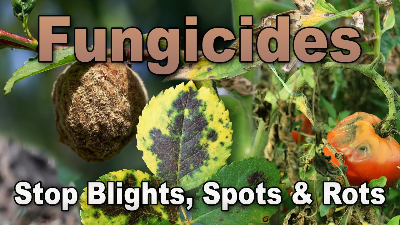 Essential Fungicides for Vegetables, Fruits, and Ornamentals - YouTube