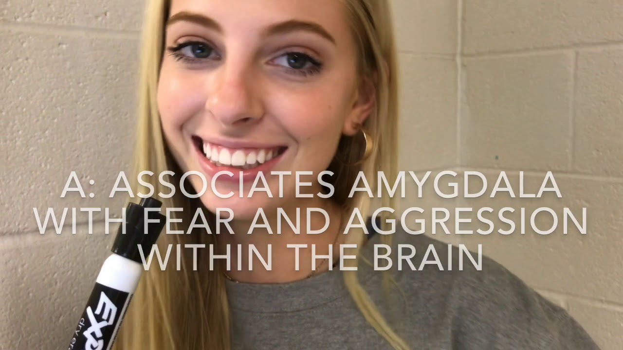 The Brain Show - YouTube