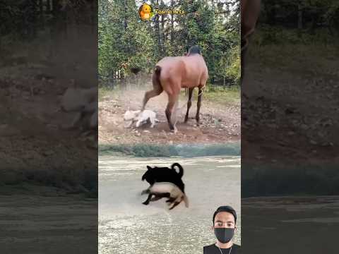 AMAZING!! PERTARUNGAN SENGIT KUDA DAN MUSANG #animals #shorts