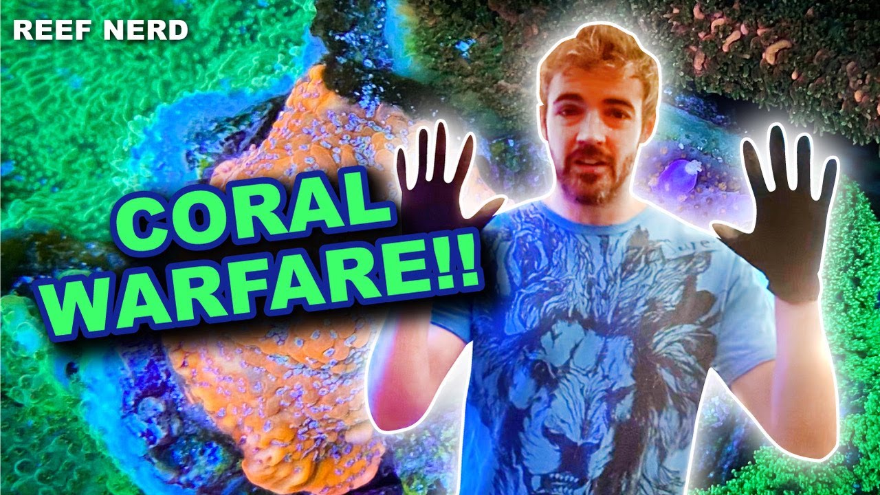 CORAL WARFARE! How to manage it in your Tank! - YouTube