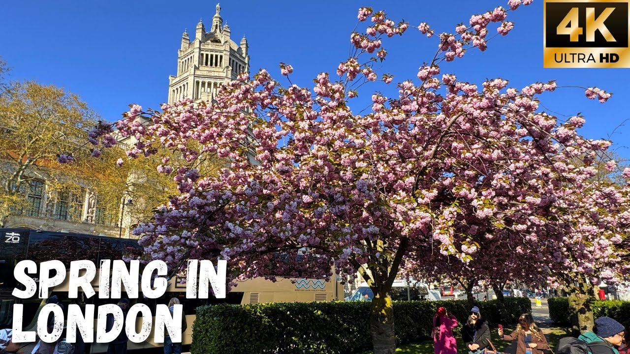 🌸 SPRING In London 🌸 | Virtual Walk Filled with Cherry Blossoms in ...
