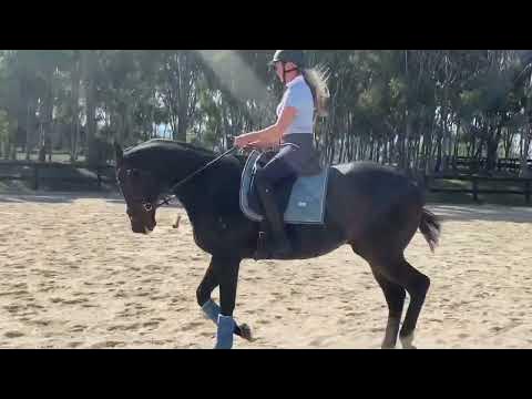 Gaudi, 16hh TB Gelding for sale Victoria - YouTube