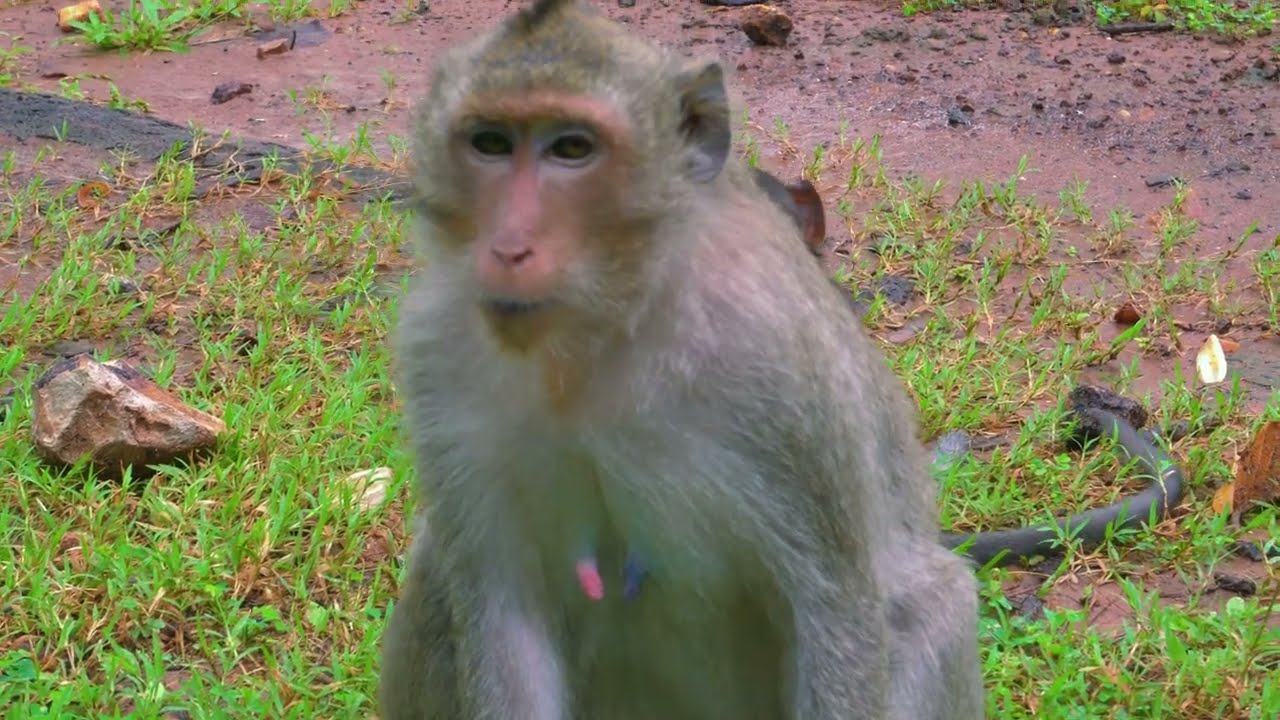 New Thing ! Worl wild Life Angkor Monkey _Cutie Elias baby Monkey - YouTube