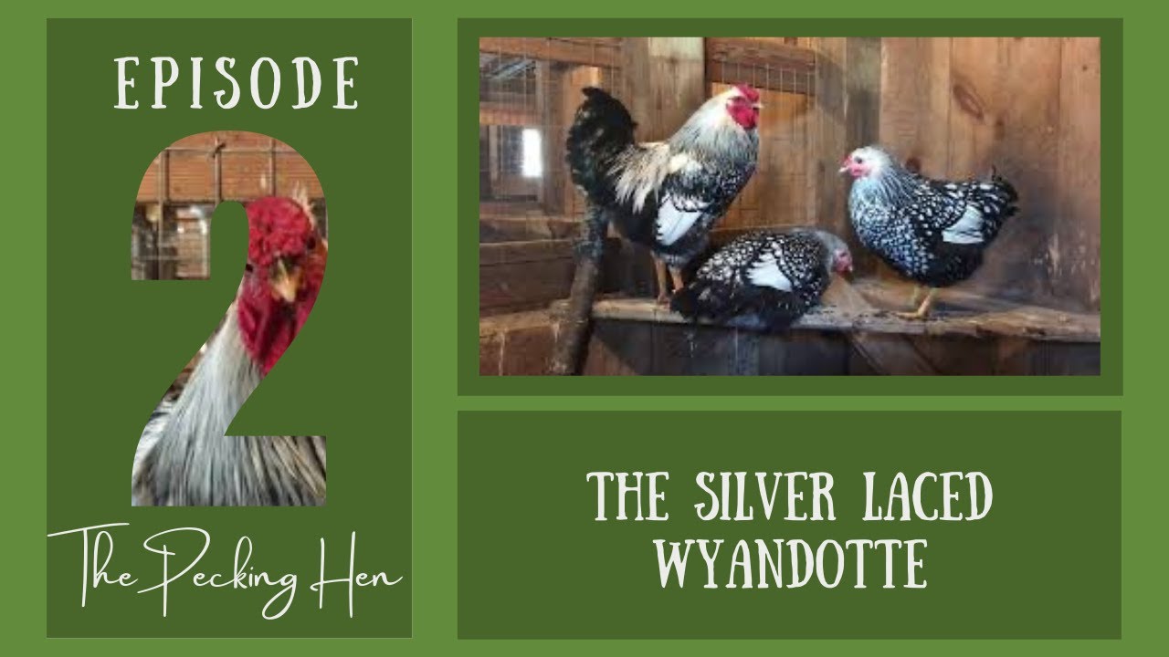 The Silver Laced Wyandotte (Heritage Breed Chicken) - YouTube