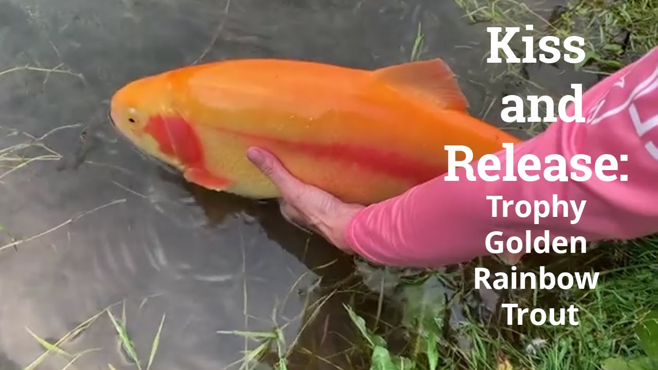 Trophy Golden Rainbow Trout Release | Smoke Hole Outfitters - Cabins ...