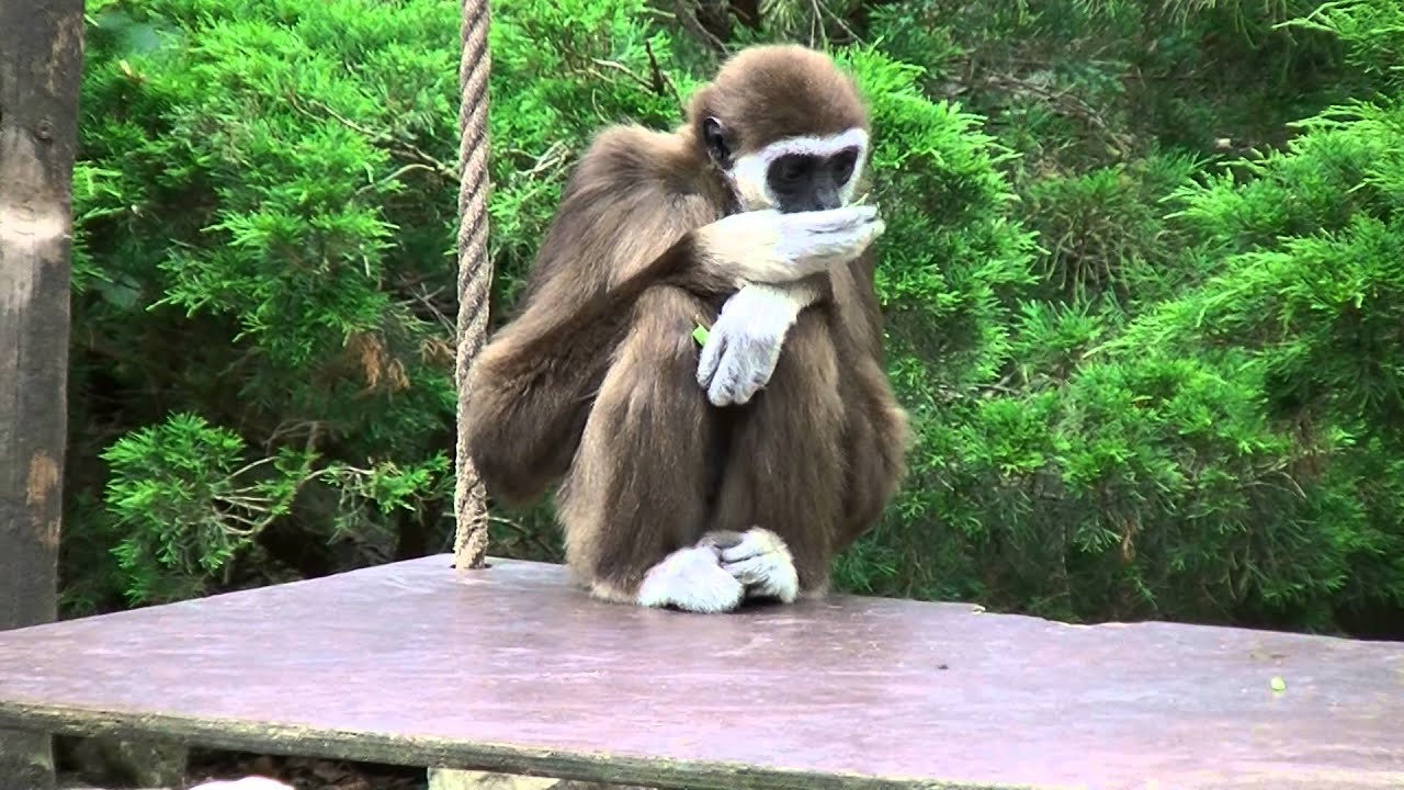 Gibbon is eating @ Ouwehands Dierenpark 20-06-2014 - YouTube