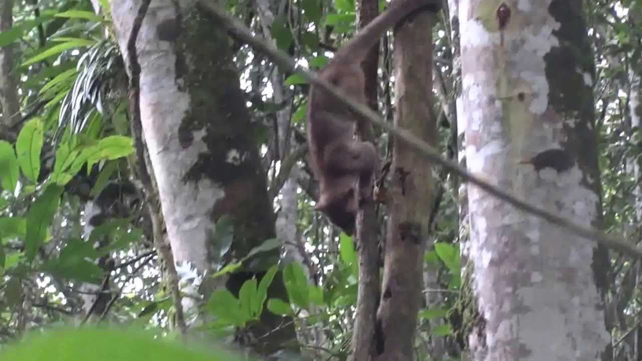 Perro de monte - YouTube