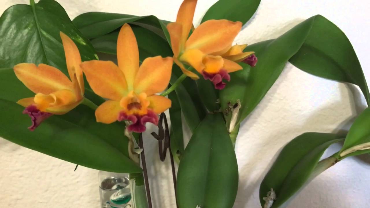 POT. Love Passion 'Island Romance' update - YouTube