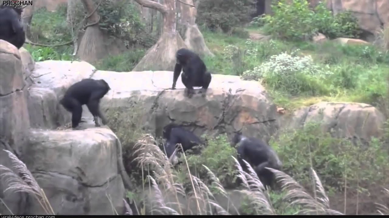 Raccoon's Can Fly - YouTube