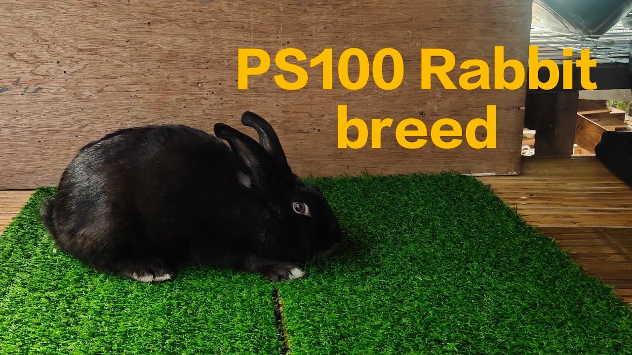 Rabbit high breed/PS100 H1-bibili tayo 🤗😊😍October 26, 2021 - YouTube