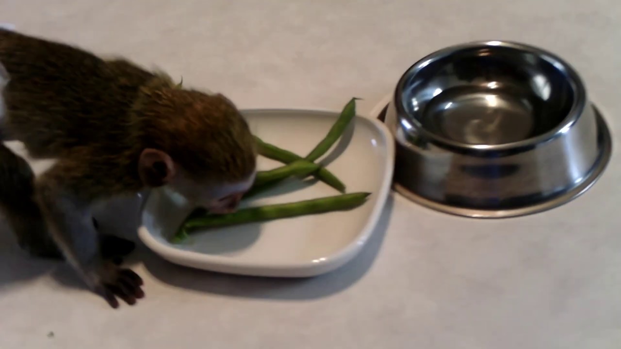 Monkey Kiara Tries Green Beans - YouTube