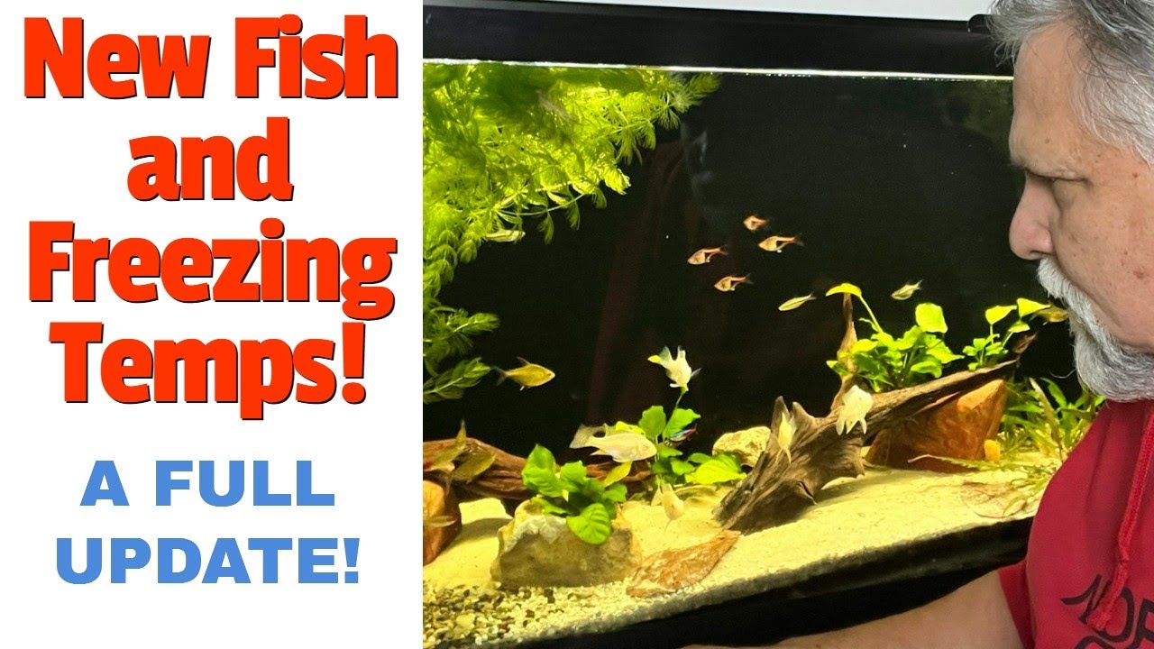 NEW FISH, AQUARIUMS and FREEZING TEMPS! - YouTube