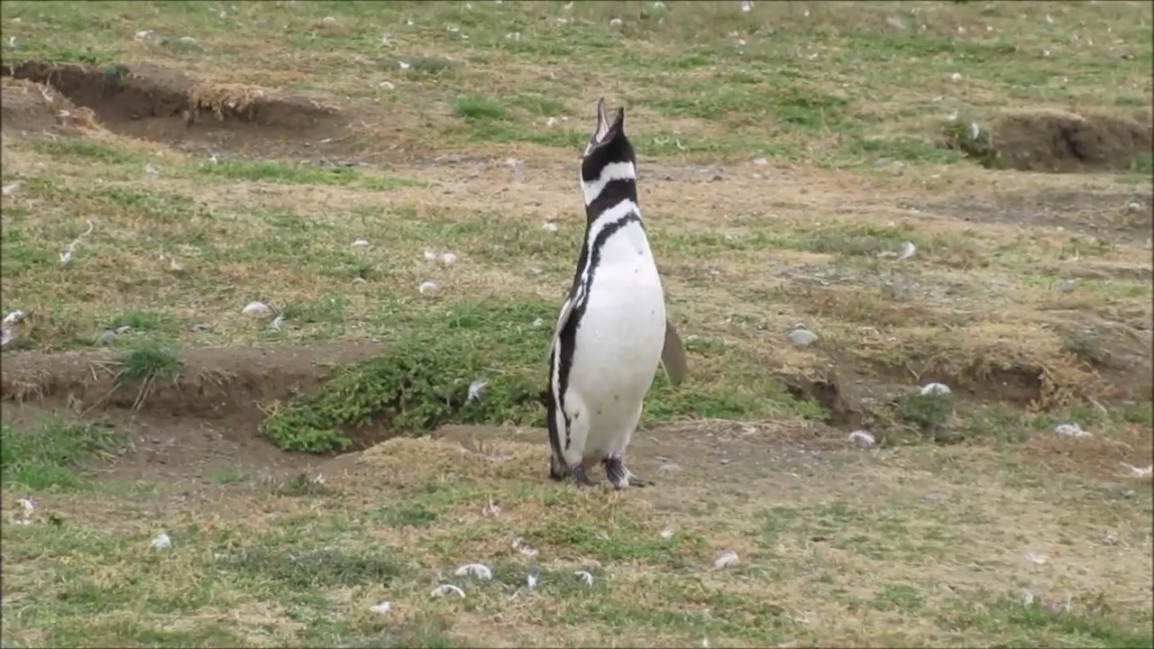 Penguin honking mating call - YouTube