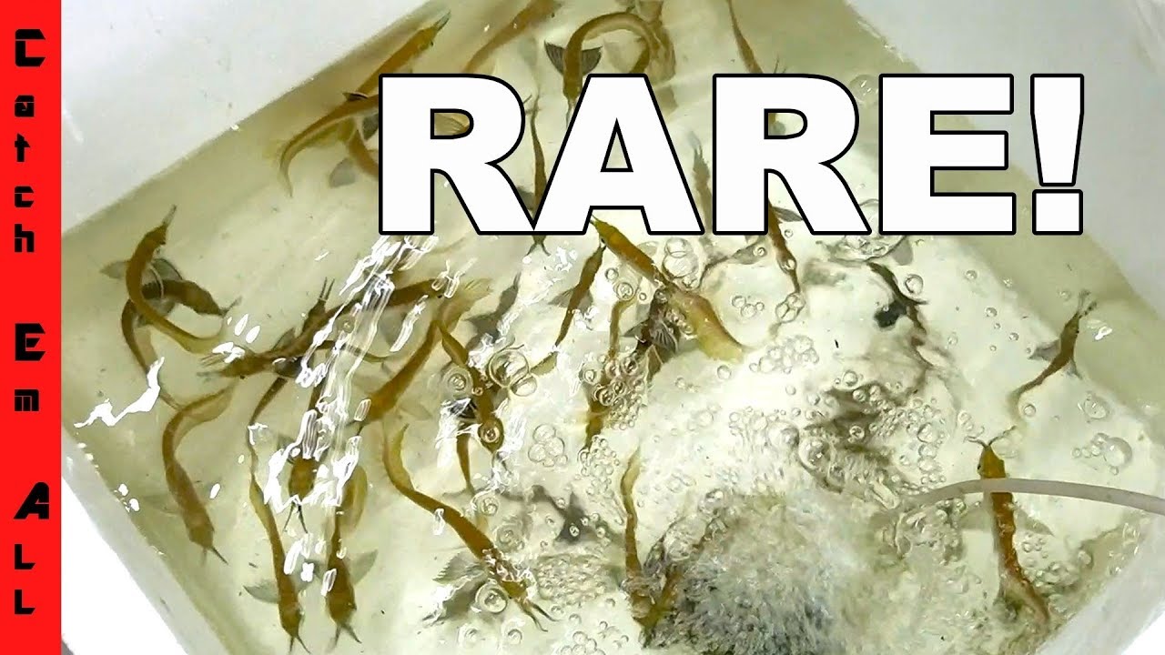 GROWING RARE EXOTIC BABY FISH! **Arowana Arapiama Stingray and MORE ...