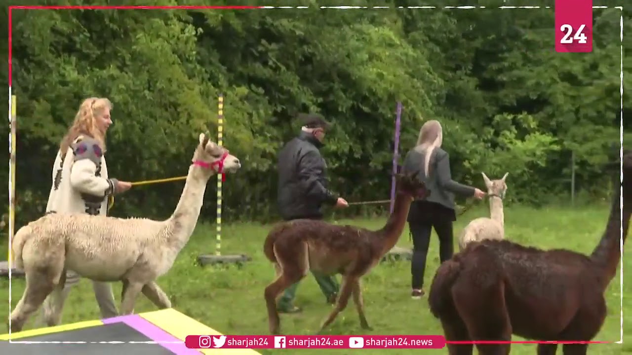 Alpaca therapy helps convicts with mental illness - YouTube