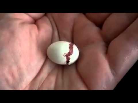 Yumurtadan Doğuş Anı