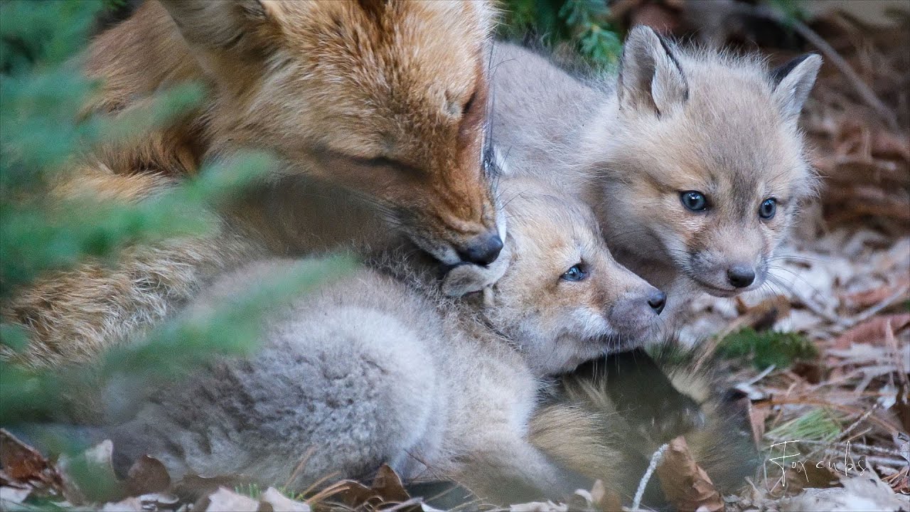 Mama fox and her four adorable cubs - YouTube