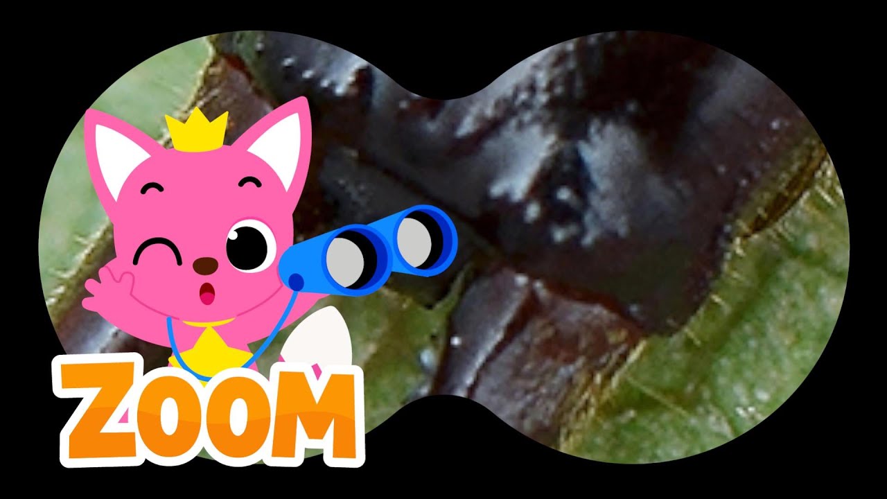 Bugs Puzzle with Pinkfong | Guess the Bugs | Zoom Zoom Zoom | Learn ...