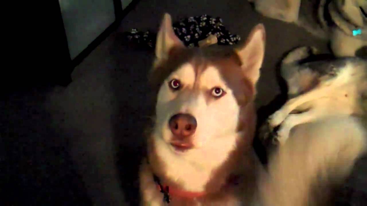 5 Siberian Huskies Playing and Talking - YouTube