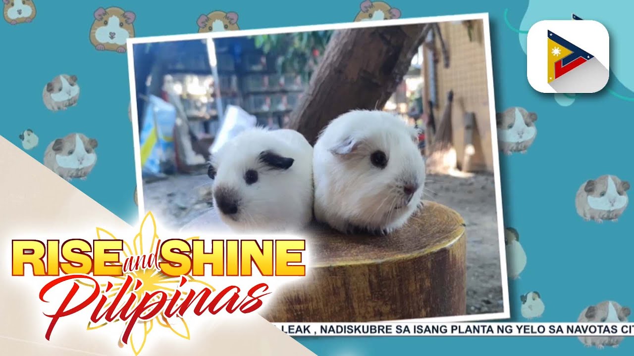 Wednesday Pets Day - Guinea Pig - YouTube