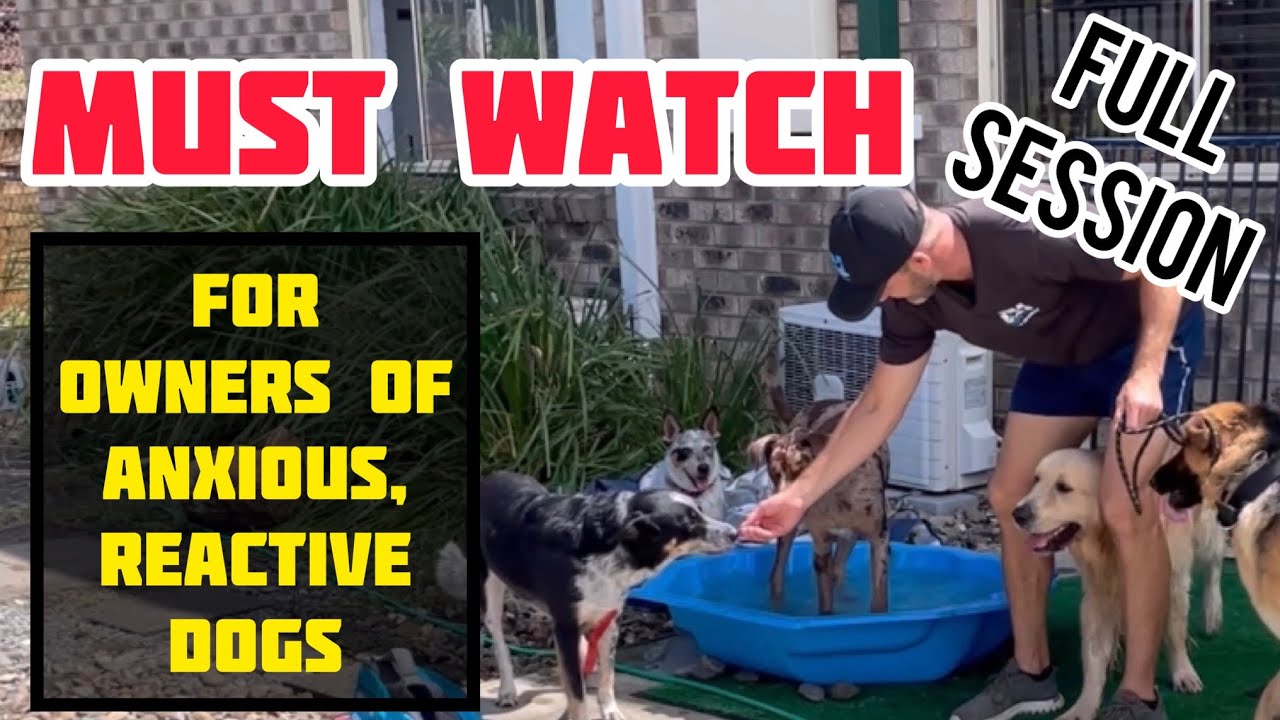 MUST WATCH for owners of reactive or anxious dogs #dog #dogs - YouTube