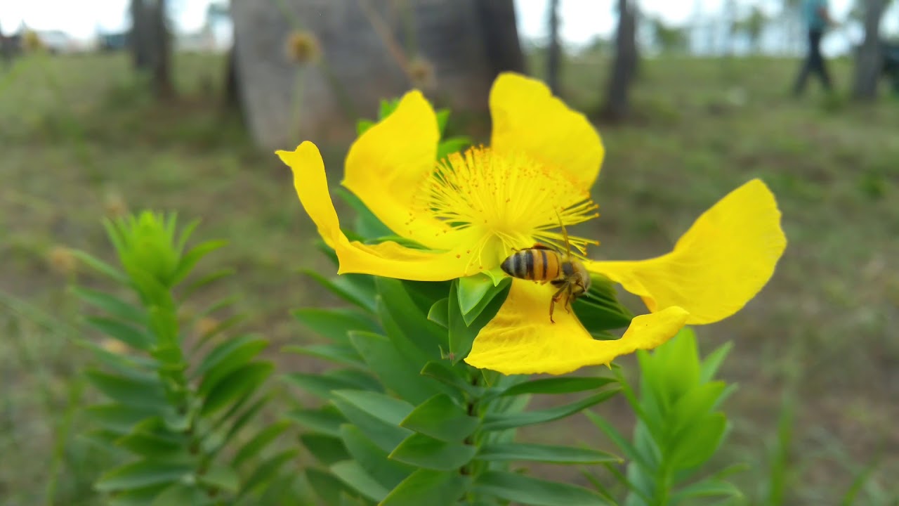 A very loud bee - YouTube