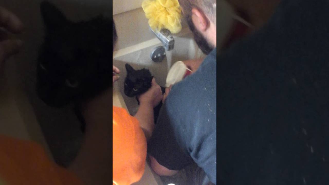 Cat screaming in bath - YouTube