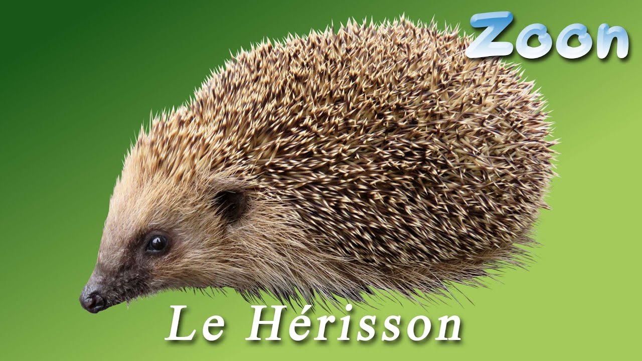Le Hérisson - The European hedgehog - YouTube