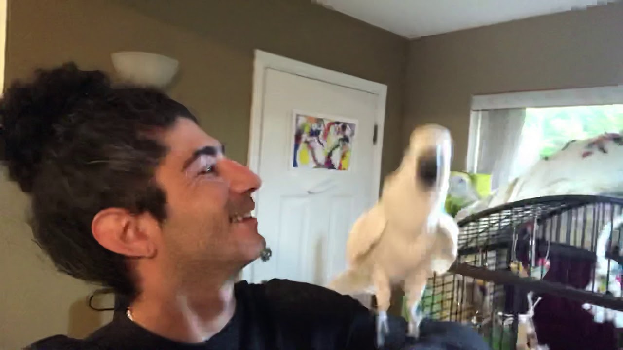 hilarious funny Cockatoo dancing :)) - YouTube