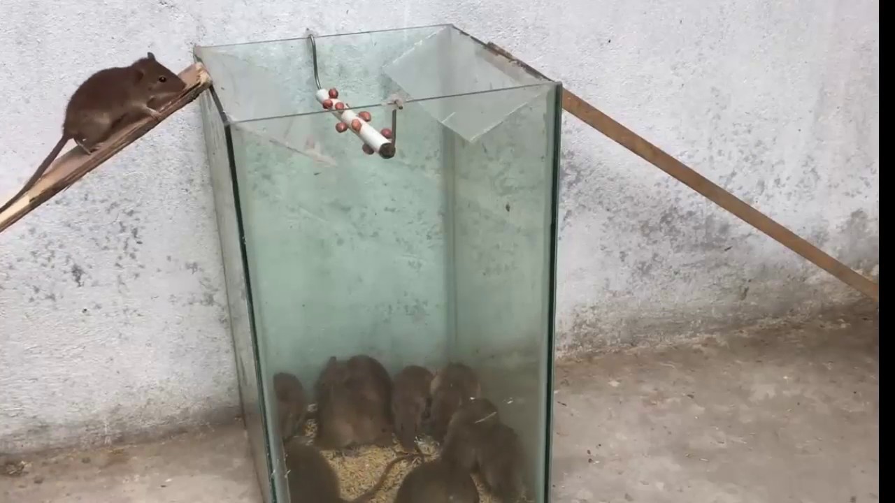 Increíble !!! El mejor ratón Trampa de rata 🐀 Buena idea Trampa de ...