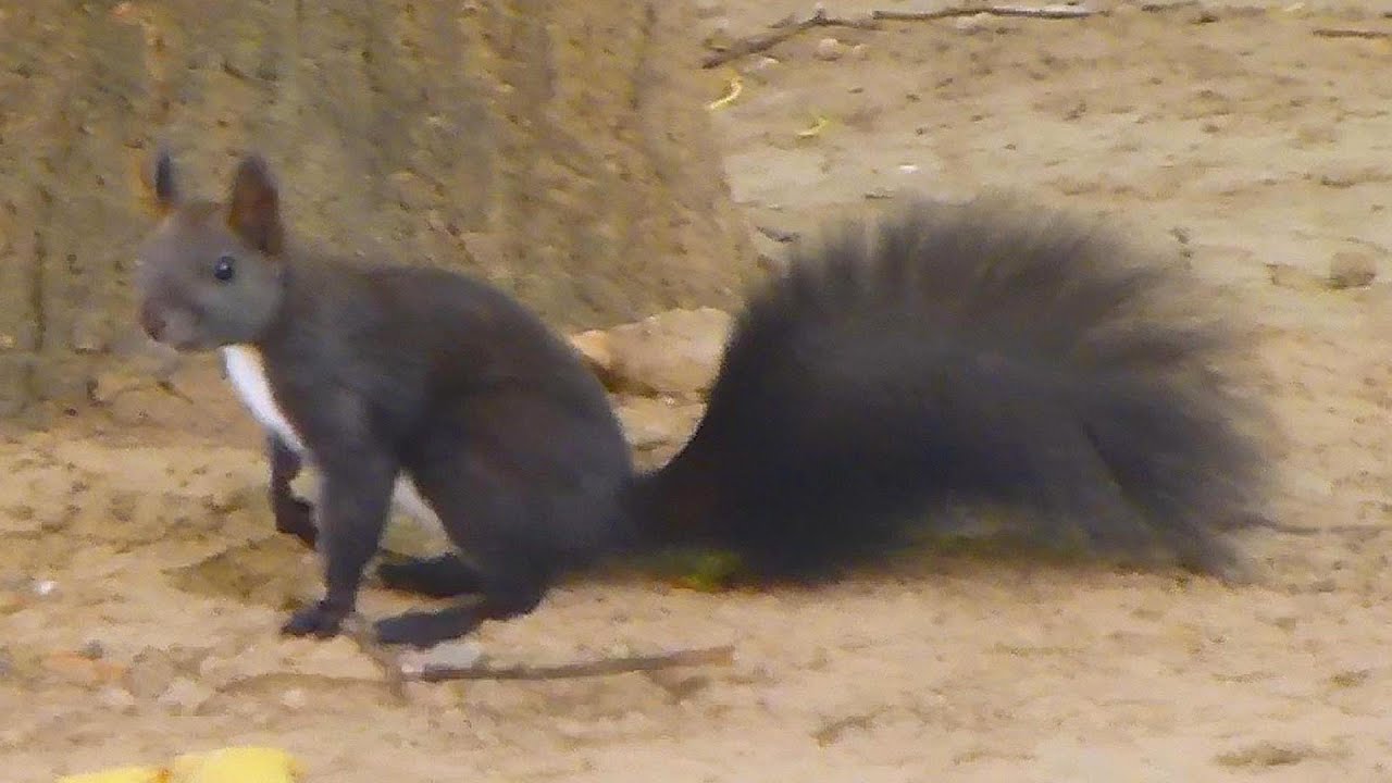 Veverka obecná - The Eurasian red squirrel (Sciurus vulgaris) - YouTube