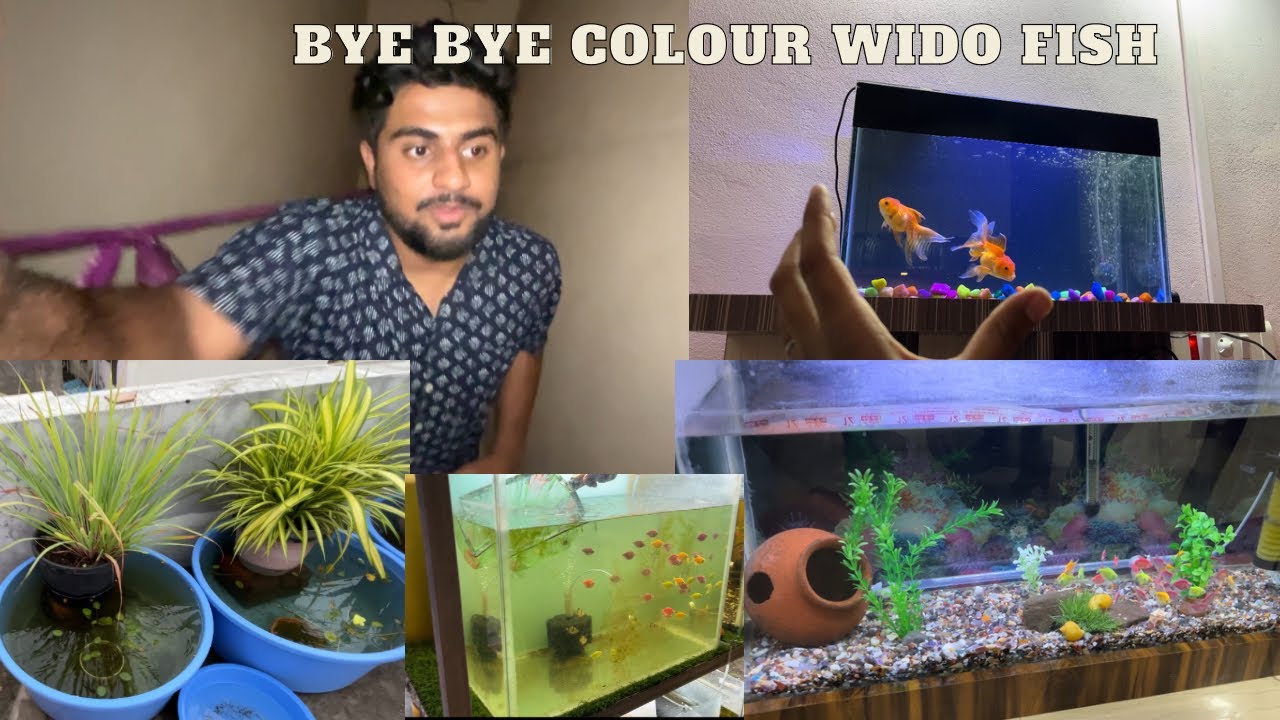 Colour wido fish bye bye bagot jayda barish hui hamare yha - YouTube
