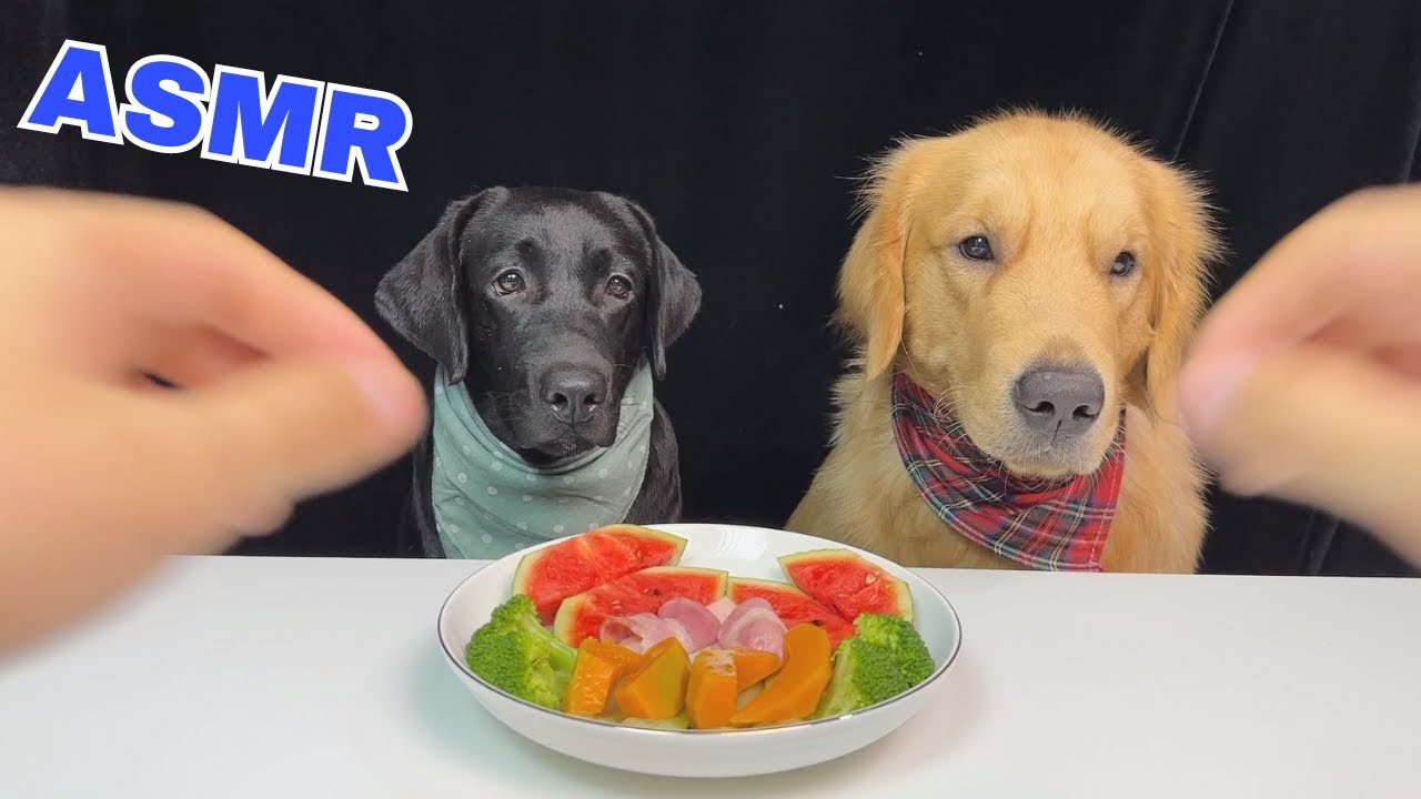 Golden and Labrador dogs happily enjoy a delicious breakfast #dog # ...