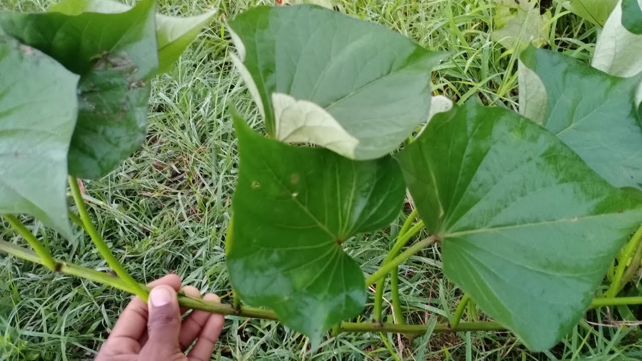 Shakarkand ka paudha || Amazing new plants - YouTube